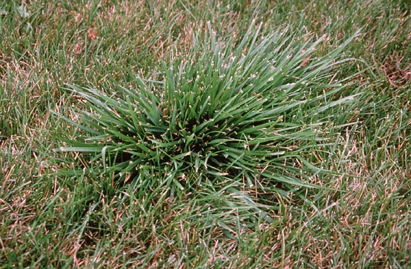 Tall Fescue-Grass Family